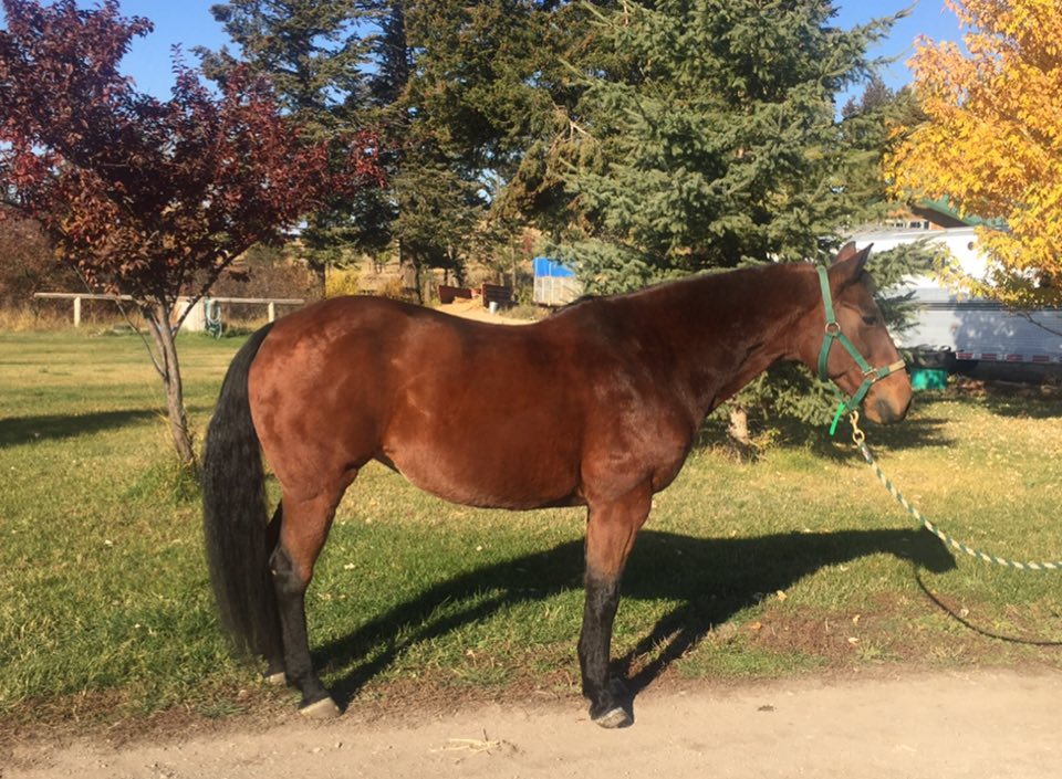 Horses For Sale – JM Performance Horses